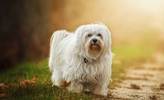 The Cavanese Dog: What's it Like Owning One?