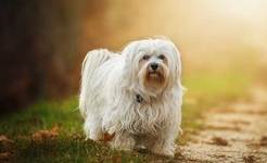 The Cavanese Dog: What's it Like Owning One?