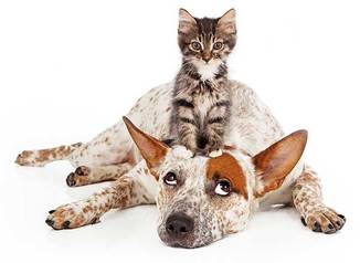 Red Heeler Breed Information, Facts and Pictures