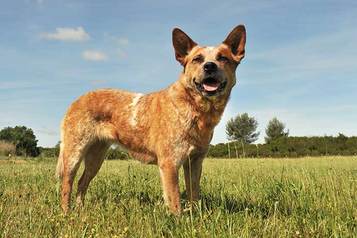 Red Heeler Breed Information, Facts and Pictures