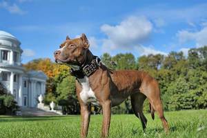 How Fast Can A Pit Bull Run? Let’s Find Out...