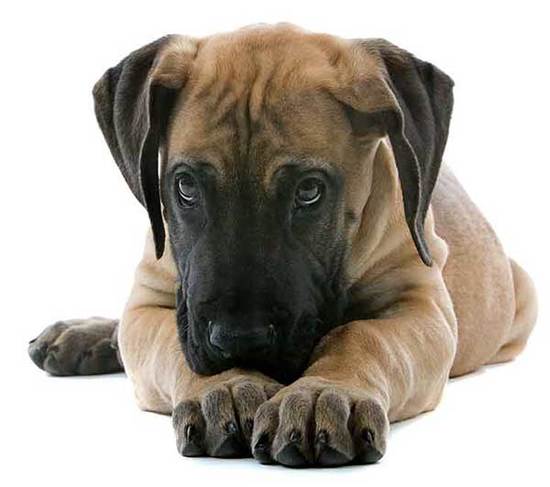 Miniature Great Dane: Everything You Need To Know