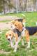 Are Beagles Good With Kids? Do Beagles Get Along With Children?