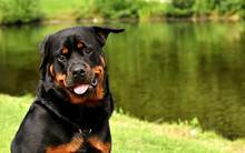 All About The Rottweiler Dachshund Mix (With Pictures)