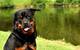 All About The Rottweiler Dachshund Mix (With Pictures)