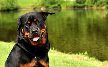 Rottweiler Pomeranian Mix
