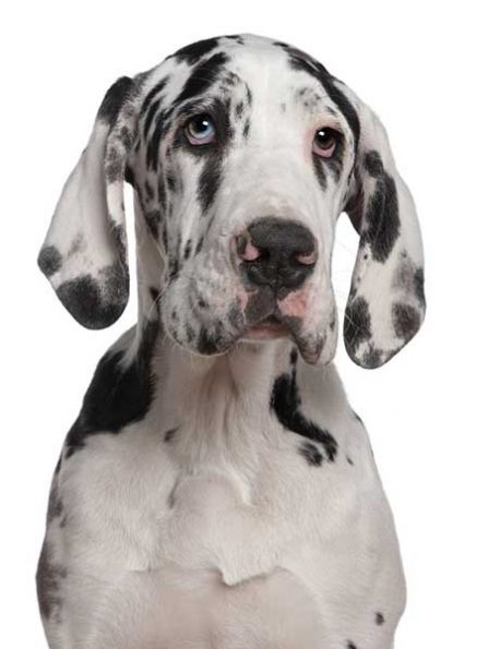 Miniature Great Dane: Everything You Need To Know