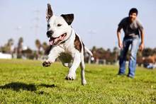 How Fast Can A Pit Bull Run? Let’s Find Out...
