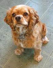 A Complete Guide to the Cockalier