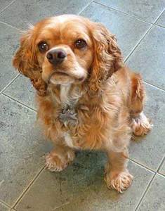 A Complete Guide to the Cockalier