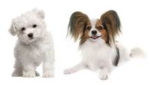 All About The Papillon Maltese Mix (Papitese) With Pictures