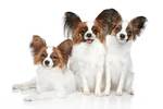 All About The Papillon Yorkie Mix (Yorkillon)