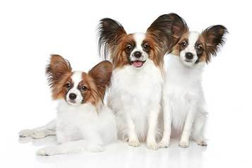 All About The Papillon Yorkie Mix (Yorkillon)