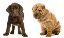 Shar Pei Lab Mix: Is The Lab Pei Right for You?