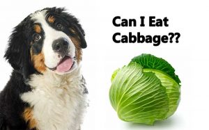 Can Dogs Eat Cabbage? Is It Safe For Them?