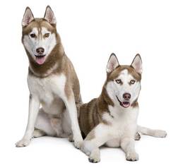 All About The Cocker Spaniel Husky Mix (Siberian Cocker) With Pictures