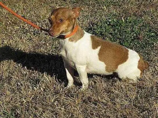 All About The Jackshund (Jack Russell Dachshund Mix)