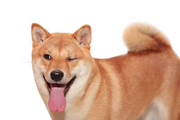 Why Do Dogs Wink? What Does It Mean Exactly?