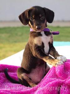 45 + Adorable Beagle Mix dogs (A Comprehensive Guide with Pictures)