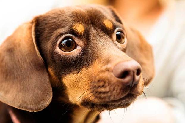 Dachshund Mixes: 18+ Different Cross Breeds You’ll Love