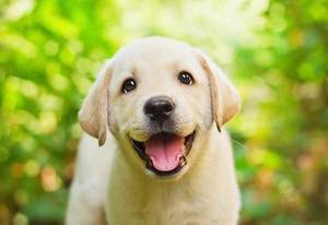 The Little-Known Secrets to the English Lab (English Labrador Retriever)
