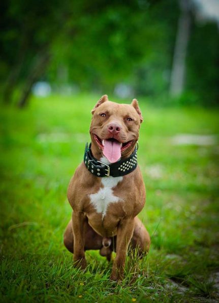 All About The Pitbull Border Collie Mix (Border Pit) With Pictures