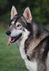 The Northern Inuit Dog: Is This Wolf-Like Breed Right For You?