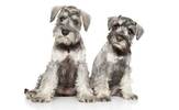 All About The Maltese Schnauzer Mix (Mauzer): Facts & Information