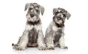 All About The Maltese Schnauzer Mix (Mauzer): Facts & Information