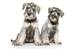 All About The Maltese Schnauzer Mix (Mauzer): Facts & Information