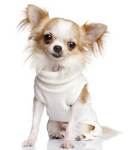 Chizer: All About The Miniature Schnauzer Chihuahua Mix (With Pictures)