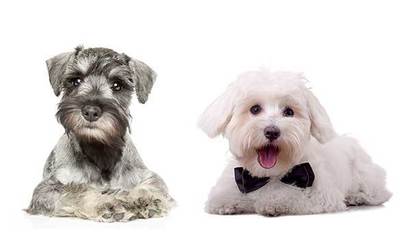 All About The Maltese Schnauzer Mix (Mauzer): Facts & Information