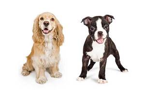 All About the Proud and Perky Boston Spaniel