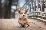 Are Corgis Aggressive? An In-depth Analysis of Corgis’ Temperament