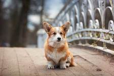 Are Corgis Aggressive? An In-depth Analysis of Corgis’ Temperament