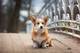 Are Corgis Aggressive? An In-depth Analysis of Corgis’ Temperament