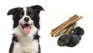 Can Dogs Eat Licorice? Know Its Benefits & Dangers