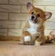 Do Corgis Bark A Lot? What Causes Excessive Barking?