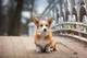 Do Corgis Bark A Lot? What Causes Excessive Barking?