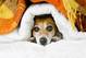Why Does My Dog Sleep Under The Covers? (10 Reasons)