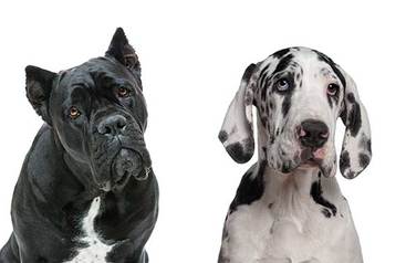 All About The Cane Corso Great Dane Mix (Italian Daniff) With Pictures
