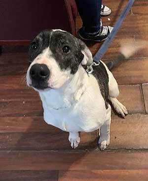 All About The Great Pyrenees Blue Heeler Mix (Ultimate Guide)