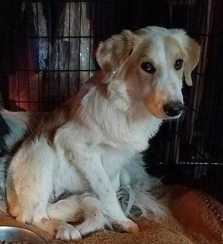 All About The Great Pyrenees Blue Heeler Mix (With Pictures)