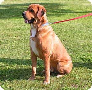 All About the Great Pyrenees Rottweiler Mix (Great Weilernees)