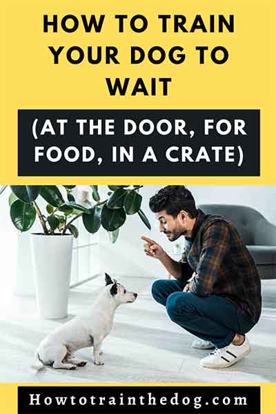 How to Train Your Dog to Wait (At the Door, For food, In a Crate)