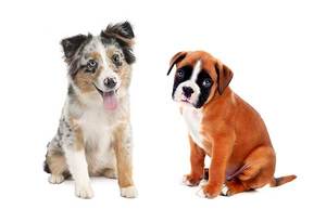 Boxer Australian Shepherd Mix: A Look At What Boxherd Are