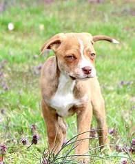 Boxer Australian Shepherd Mix: A Look At What Boxherd Are