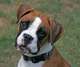 All About The Rottweiler Boxer Mix (Boxweiler) With Pictures