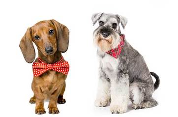 All About the Schnauzer Dachshund Mix (Schnoxie)