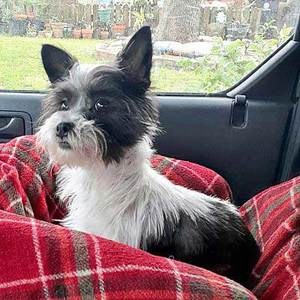 All About the Schnauzer Dachshund Mix (Schnoxie)